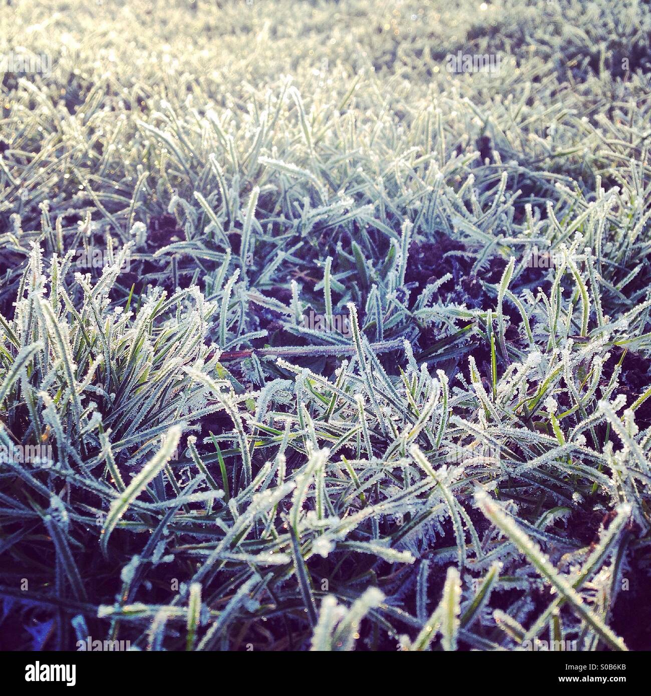 Plants ground frost hi-res stock photography and images - Alamy