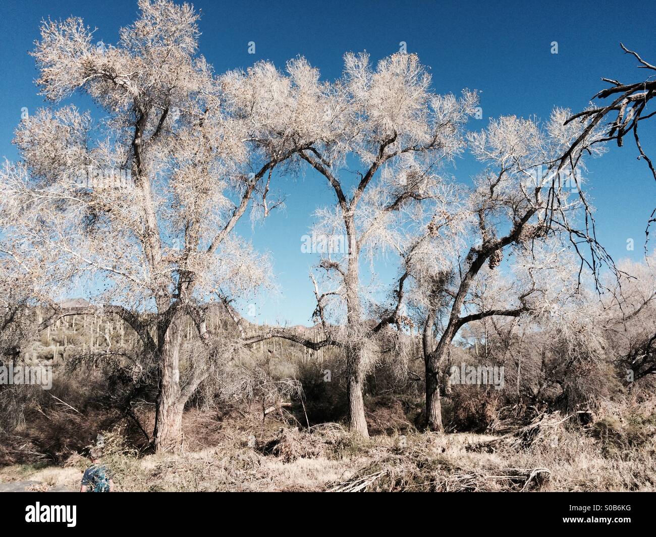 Cotton Wood Trees in the Arizona winter Stock Photo - Alamy