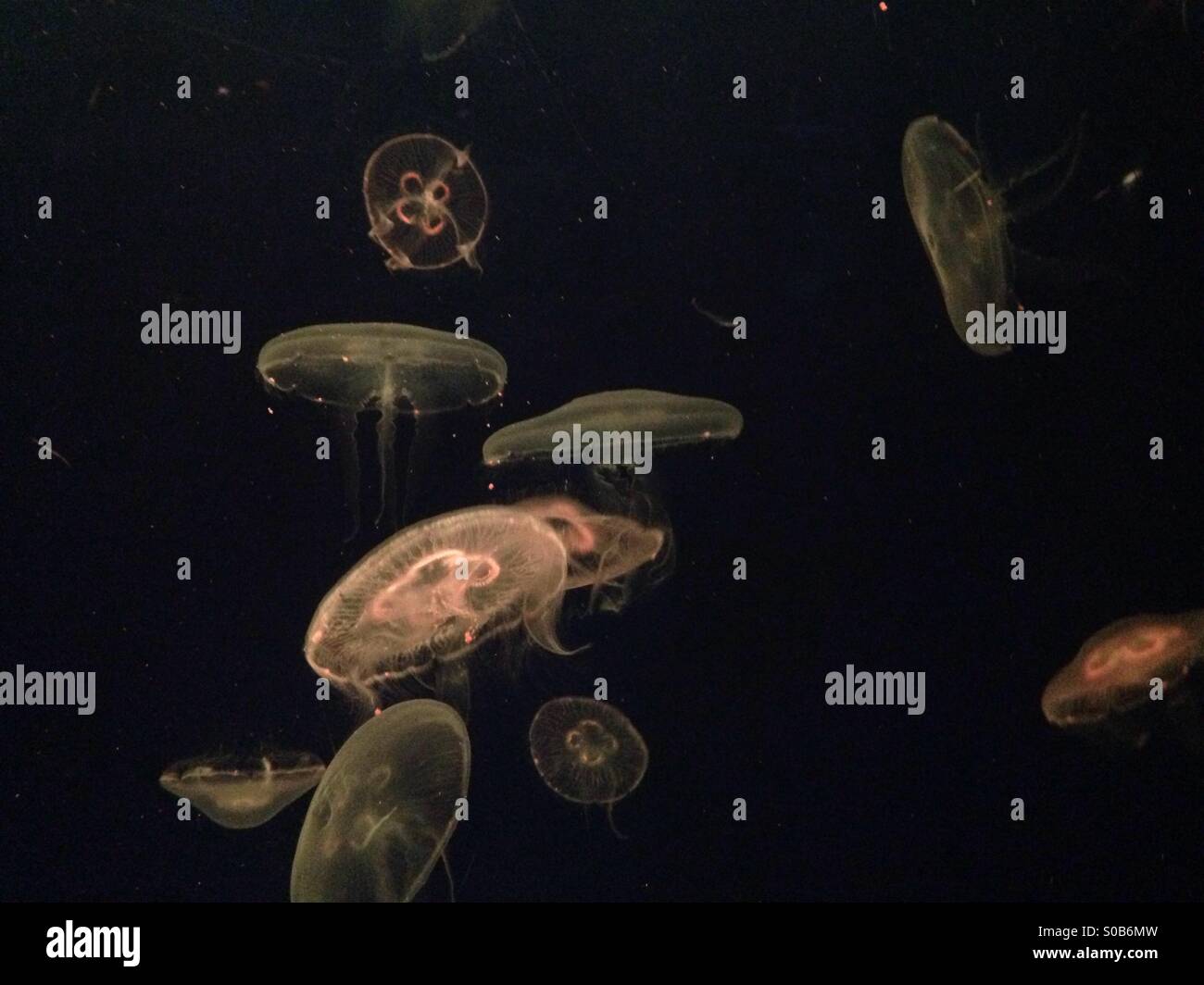 Jellyfish on display at the London Aquarium, UK Stock Photo - Alamy