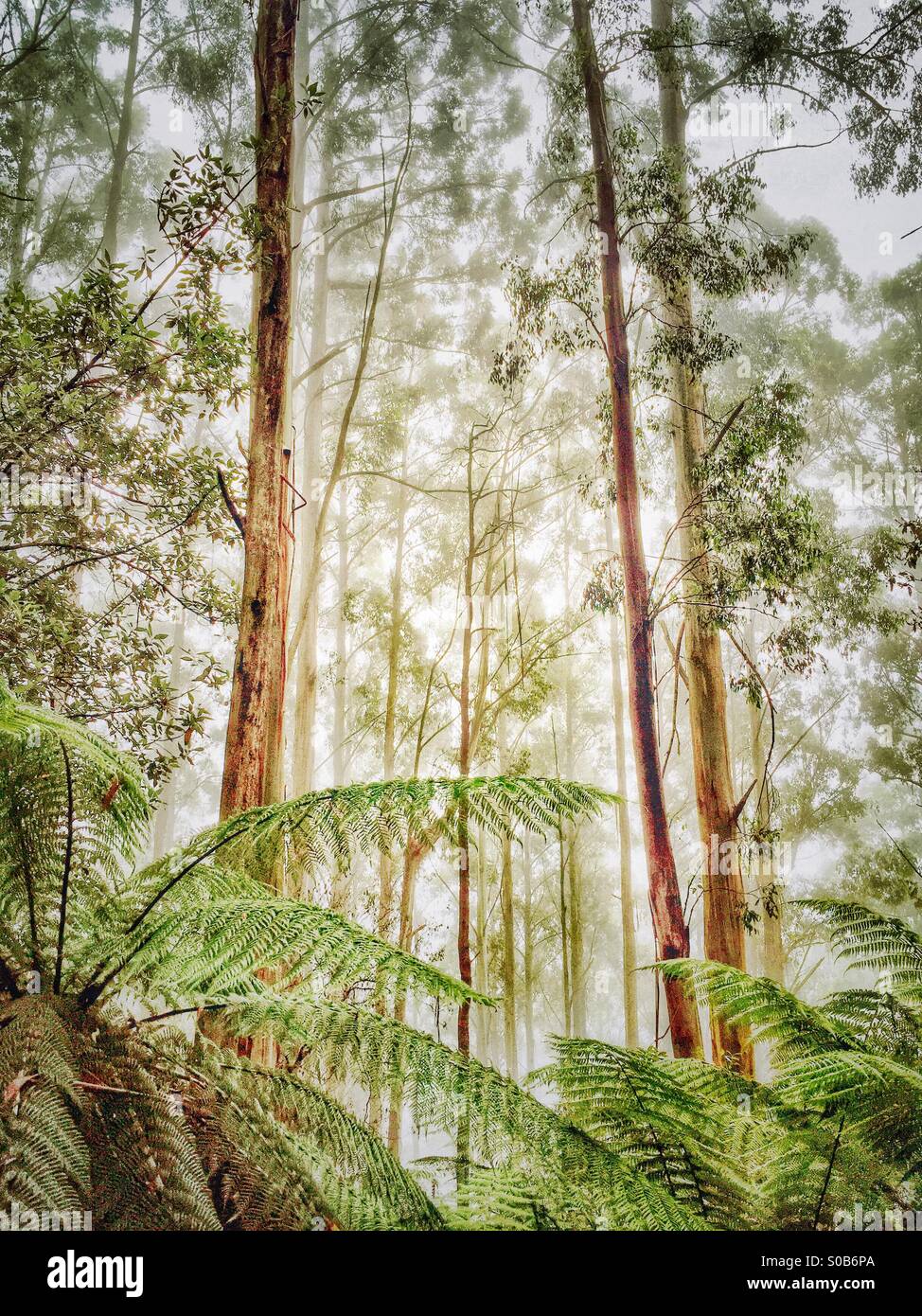 Ash Forest High Resolution Stock Photography and Images - Alamy