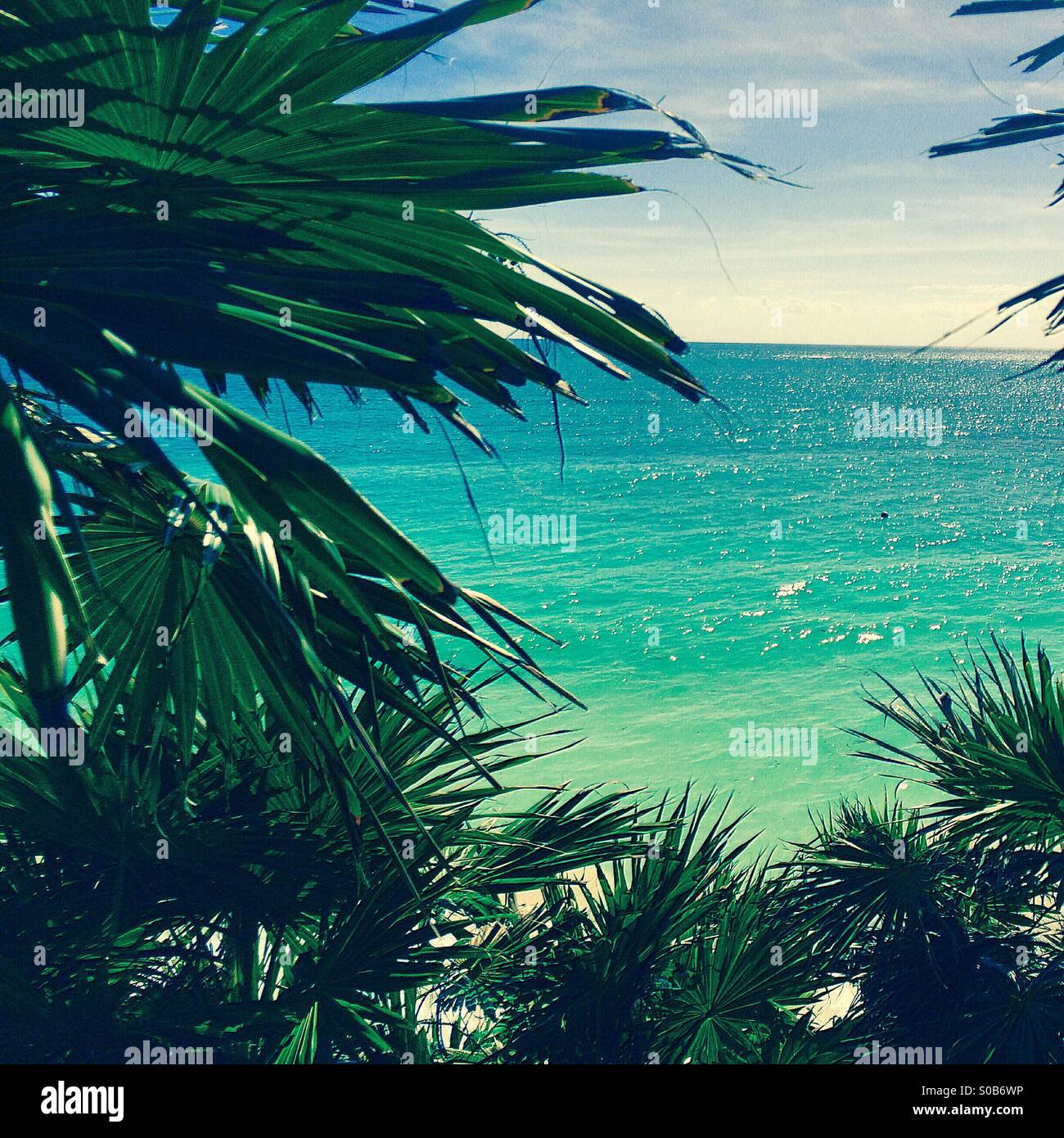 Plants tulum hi-res stock photography and images - Alamy