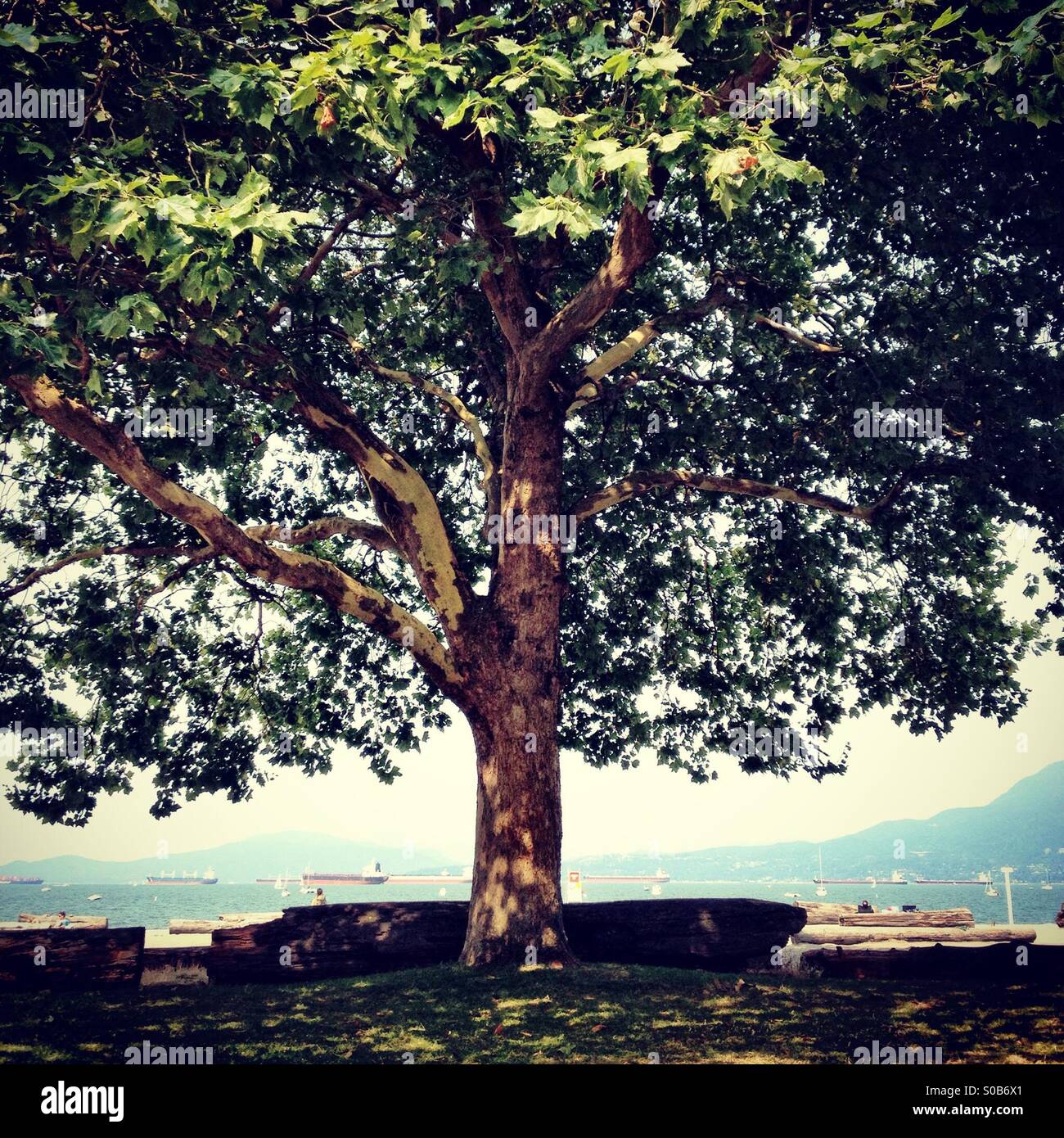 Tree of life Stock Photo - Alamy