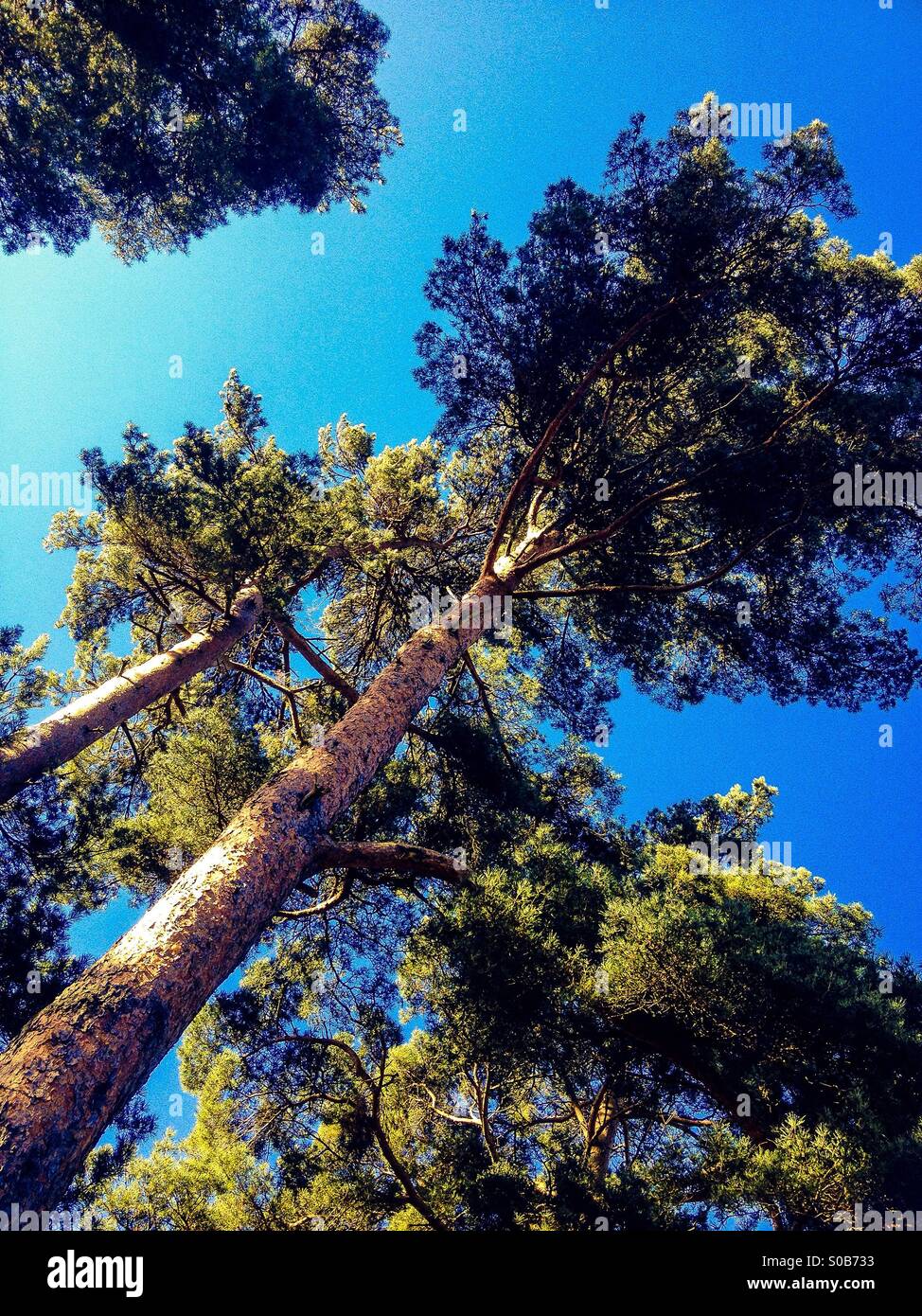 Bright green sunny tree hi-res stock photography and images - Alamy