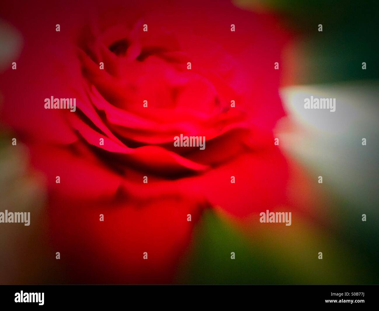 Rose rojo hi-res stock photography and images - Alamy