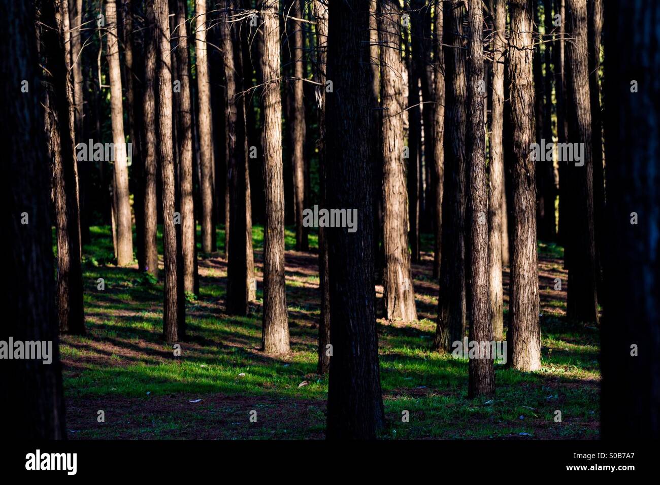 Chinese forest hi-res stock photography and images - Alamy