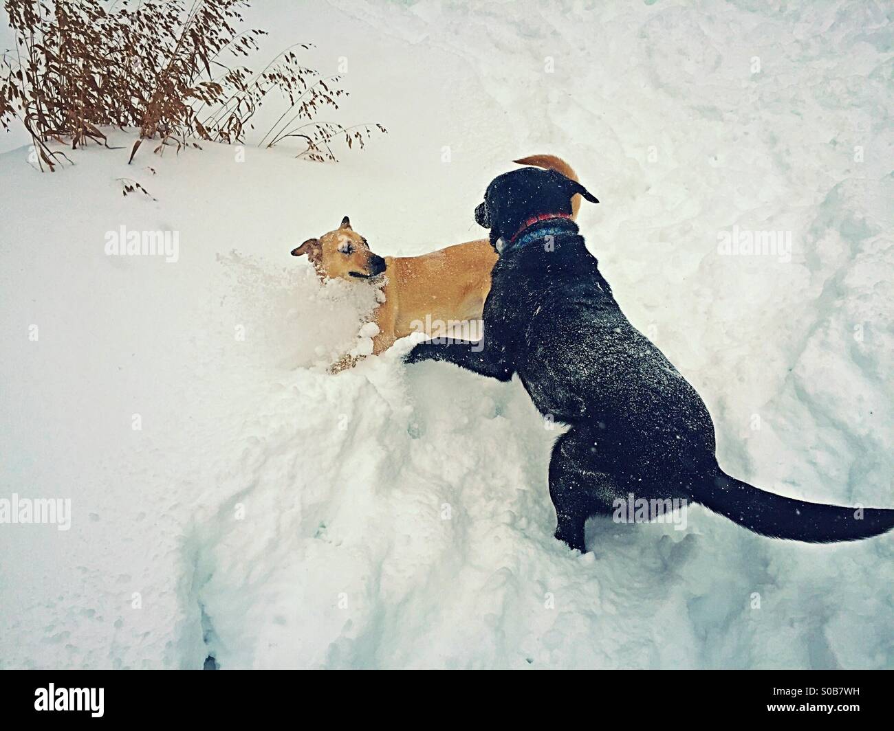 Rescue pups hi-res stock photography and images - Alamy