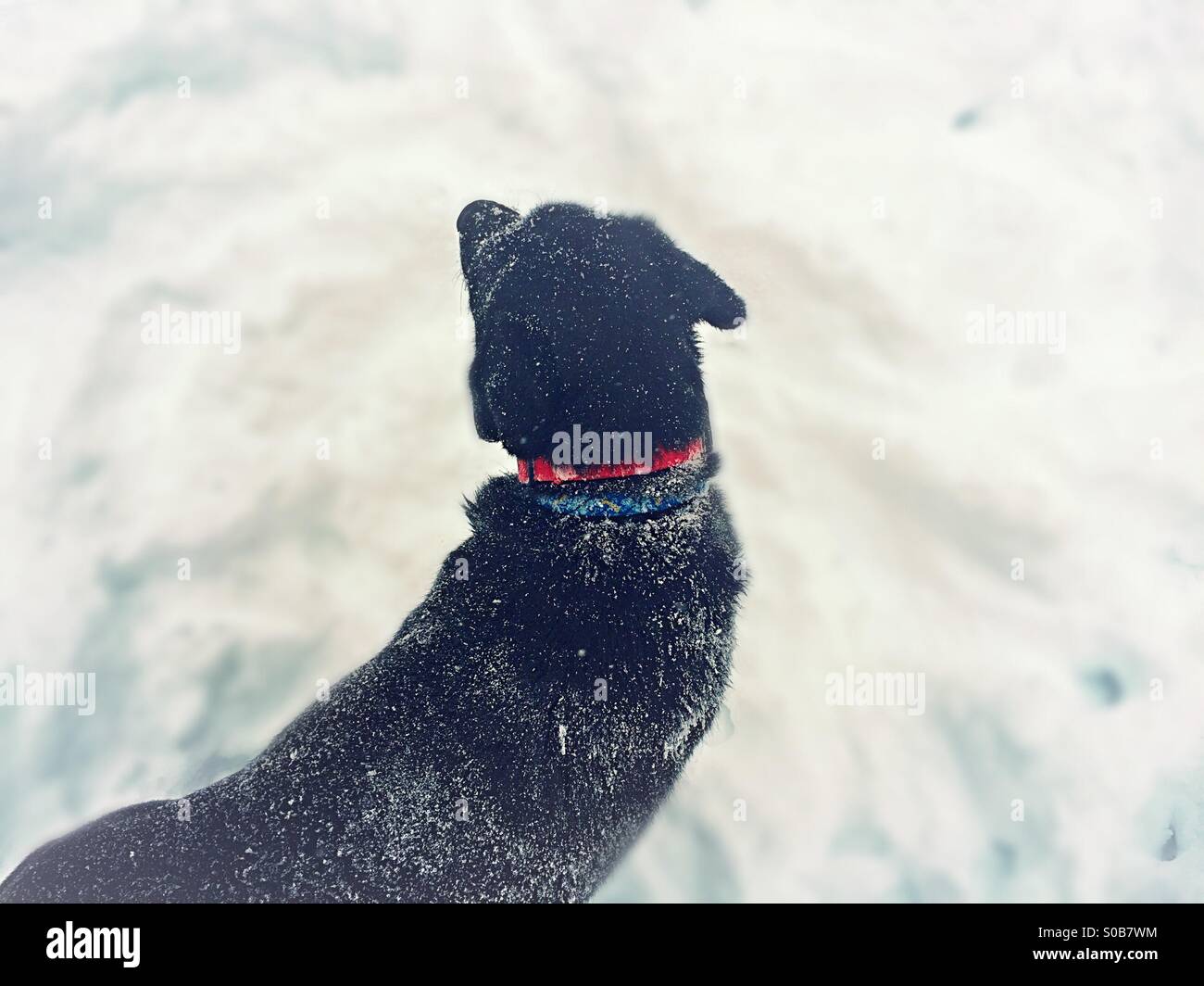 Black Lab Standing In The Snow Stock Photo - Alamy