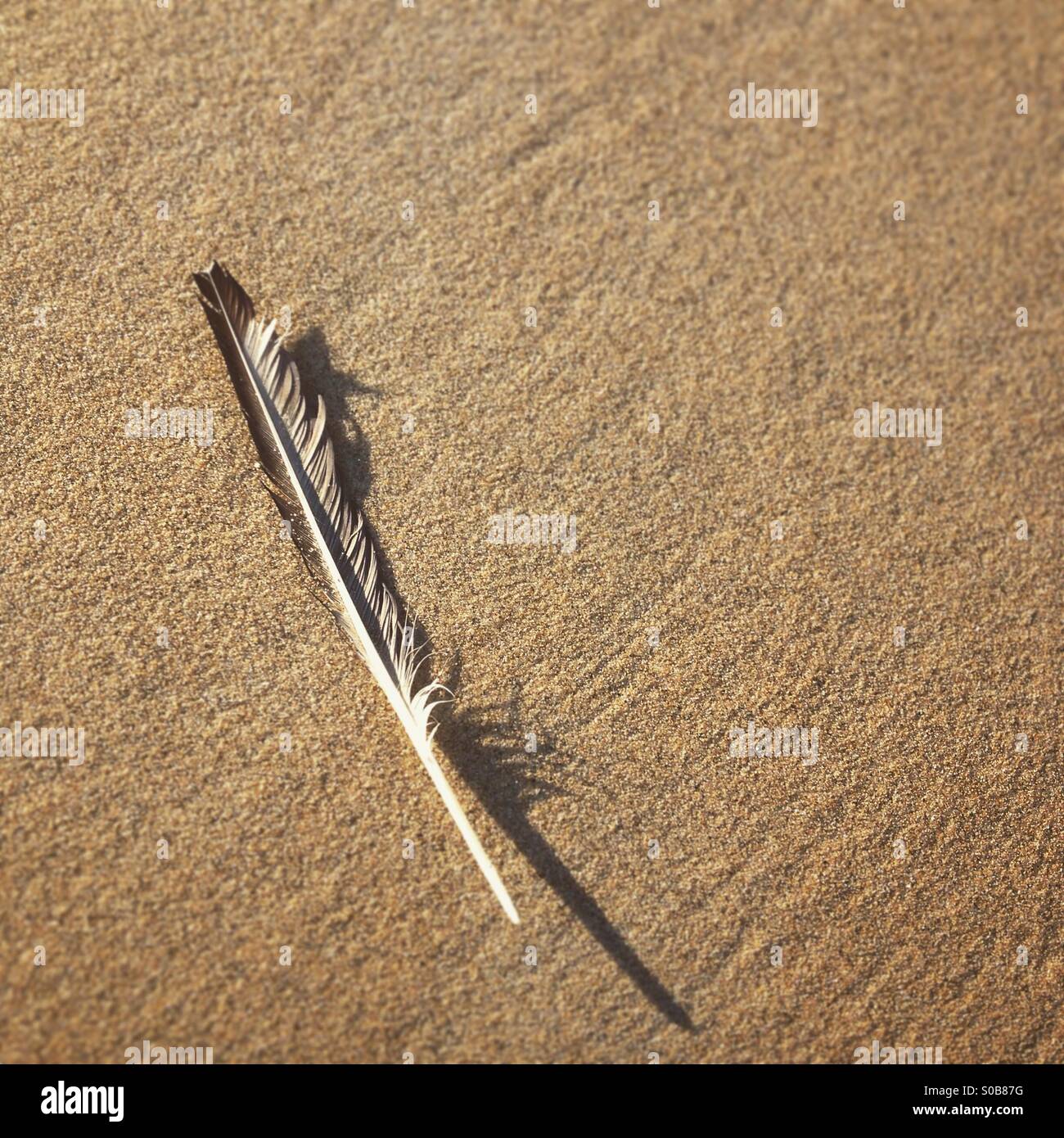 Golden feather hi-res stock photography and images - Alamy