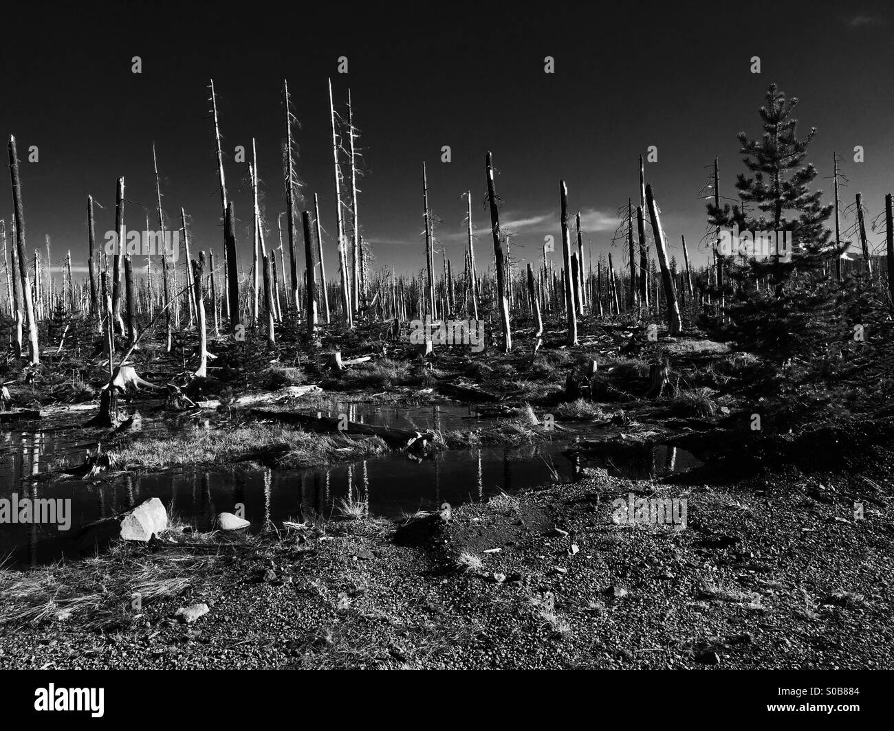 Forest Fire Black And White