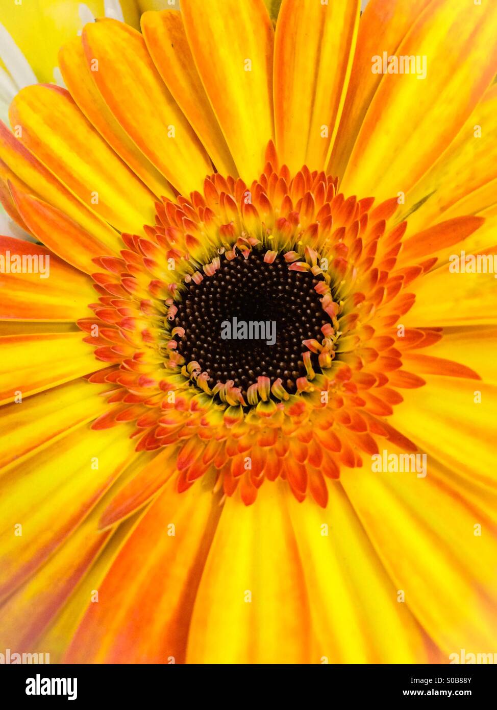 Radiating Flower High Resolution Stock Photography and Images - Alamy