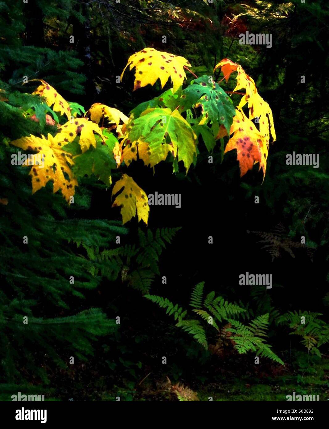 Color of leave hi-res stock photography and images - Alamy