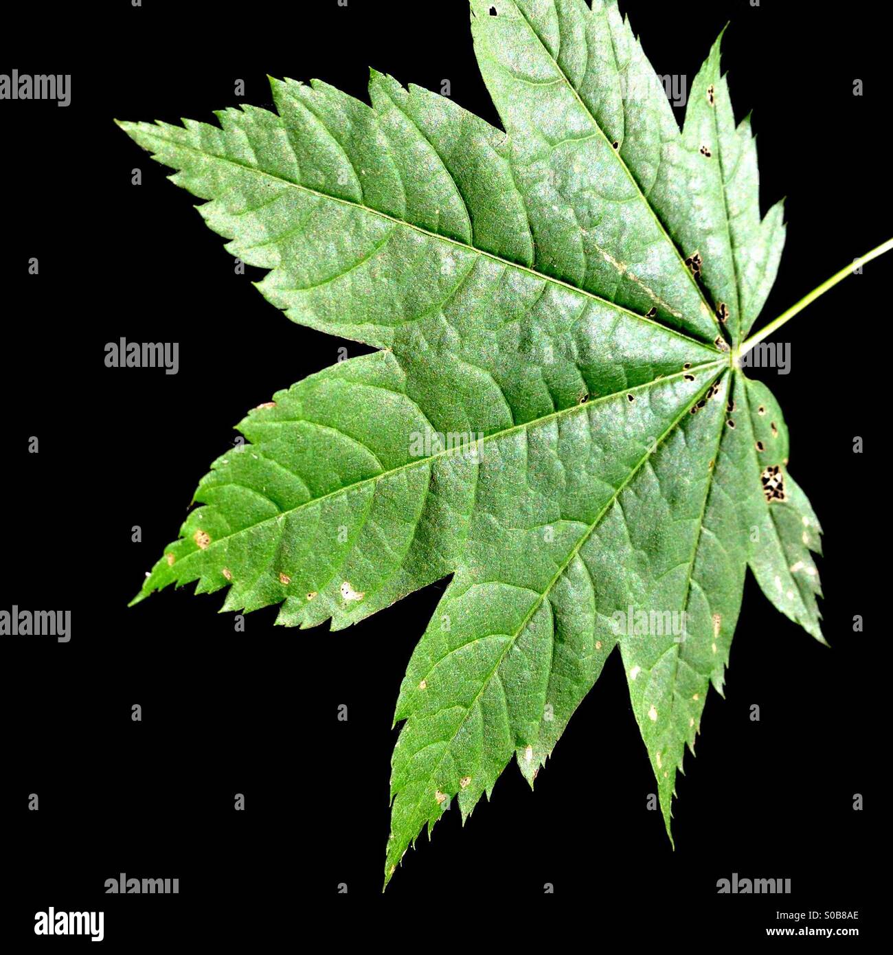 Standout nature hi-res stock photography and images - Alamy