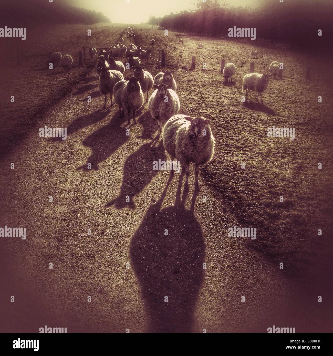 A line of sheep captured against the sun giving a backlit effect; in ...