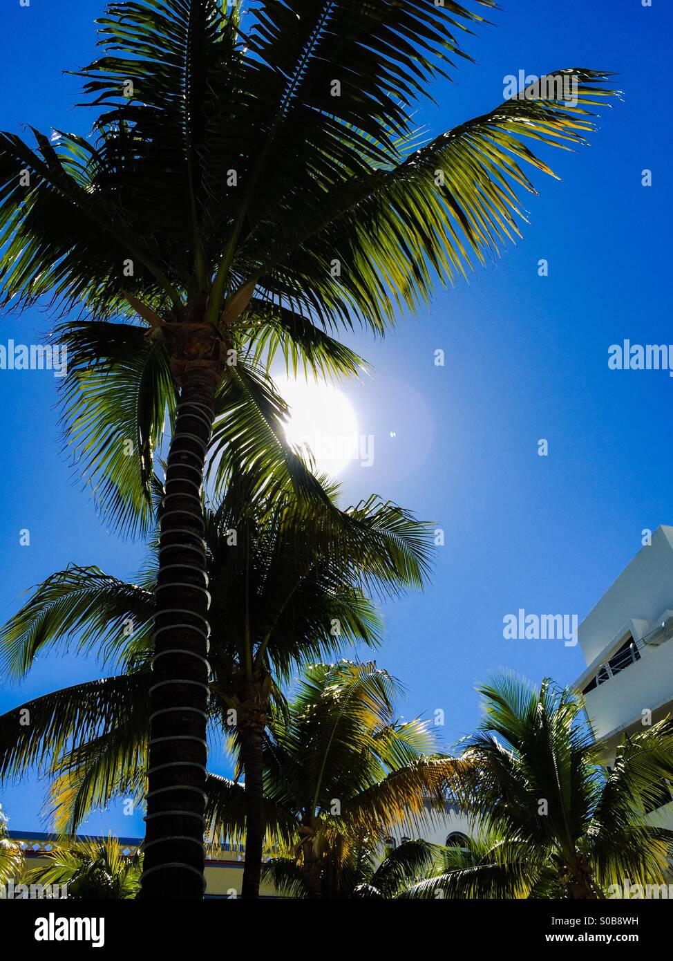 Sun behind palm tree hi-res stock photography and images - Alamy
