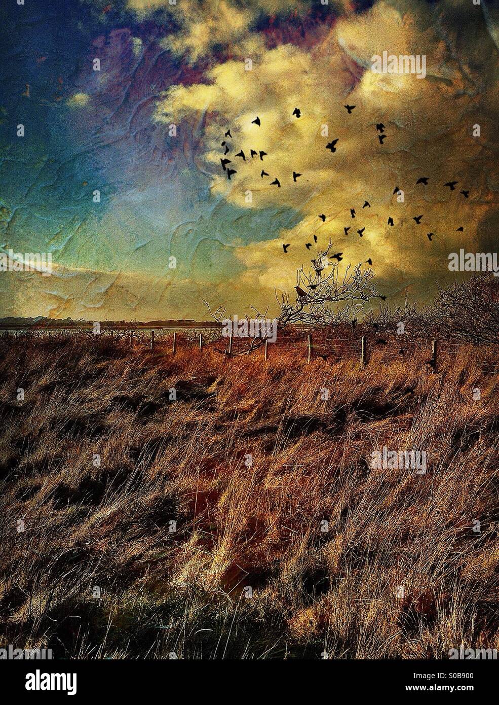 Hengistbury head birds hi-res stock photography and images - Alamy