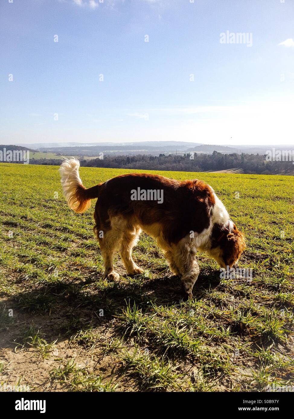 Sniffing on the ground hi-res stock photography and images - Alamy