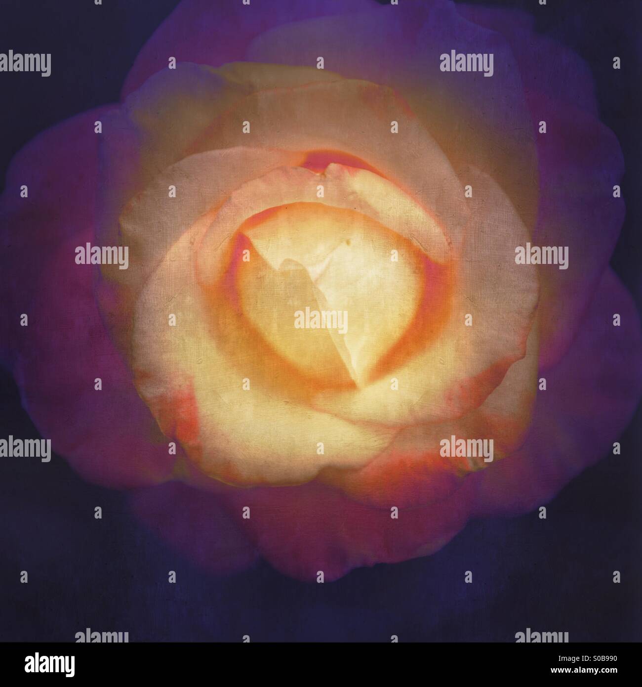 Rusticrose hi-res stock photography and images - Alamy