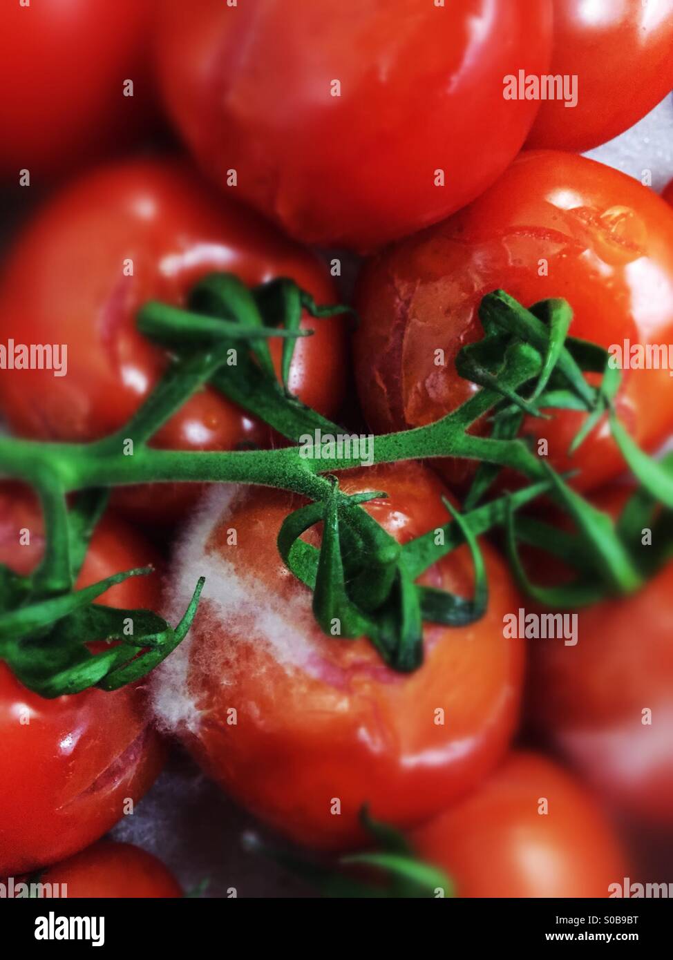 Moldy tomatoes hi-res stock photography and images - Alamy