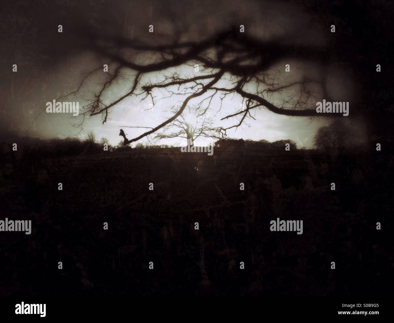Sinister Trees High Resolution Stock Photography and Images - Alamy