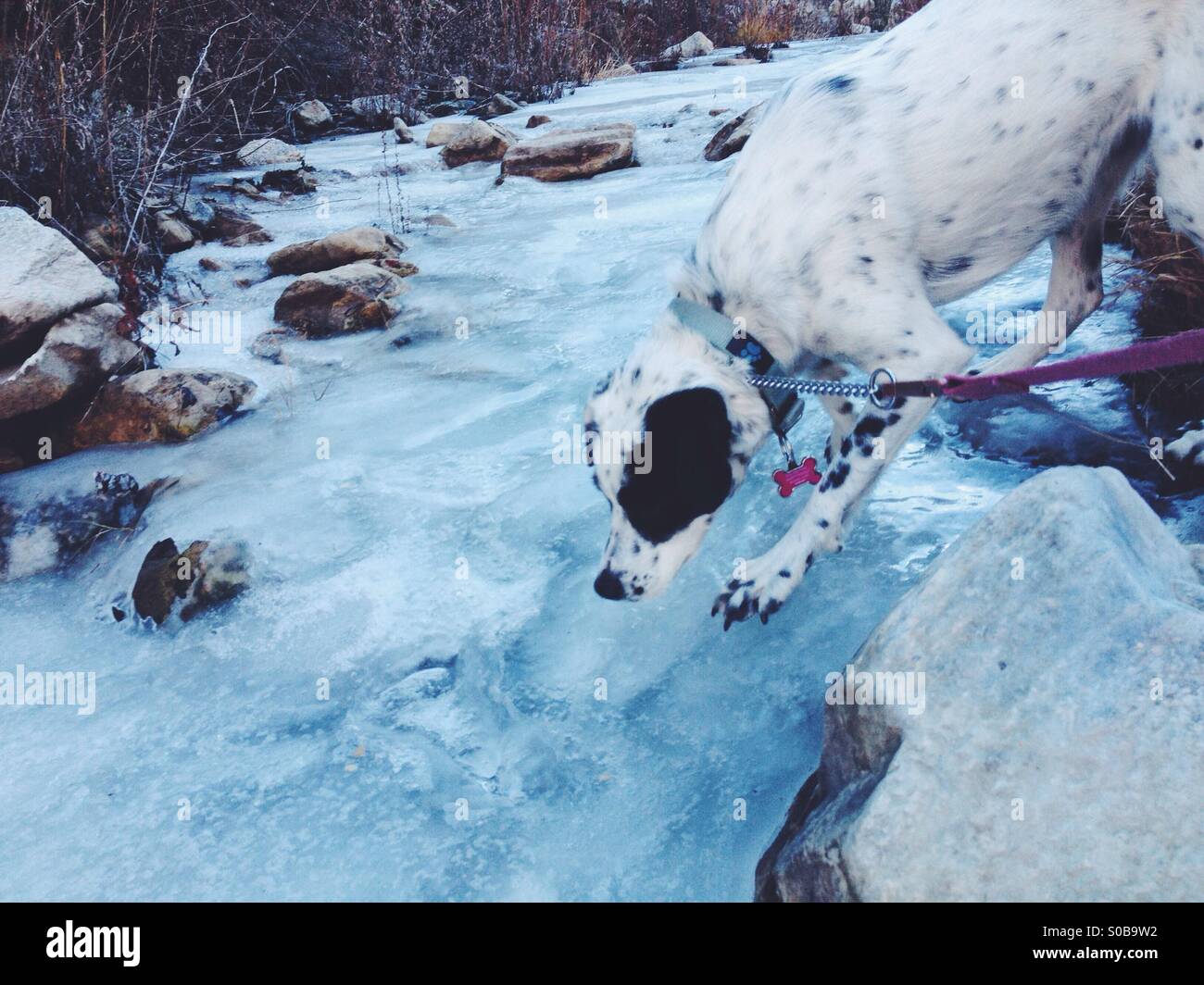 Dog on ice Stock Photo - Alamy