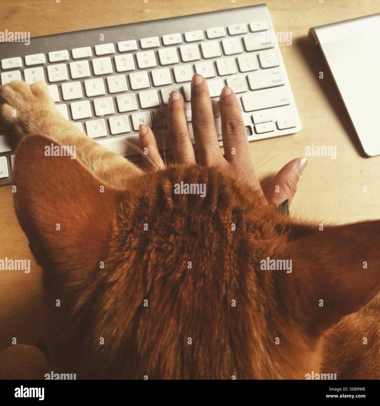 Office Helper High Resolution Stock Photography and Images - Alamy