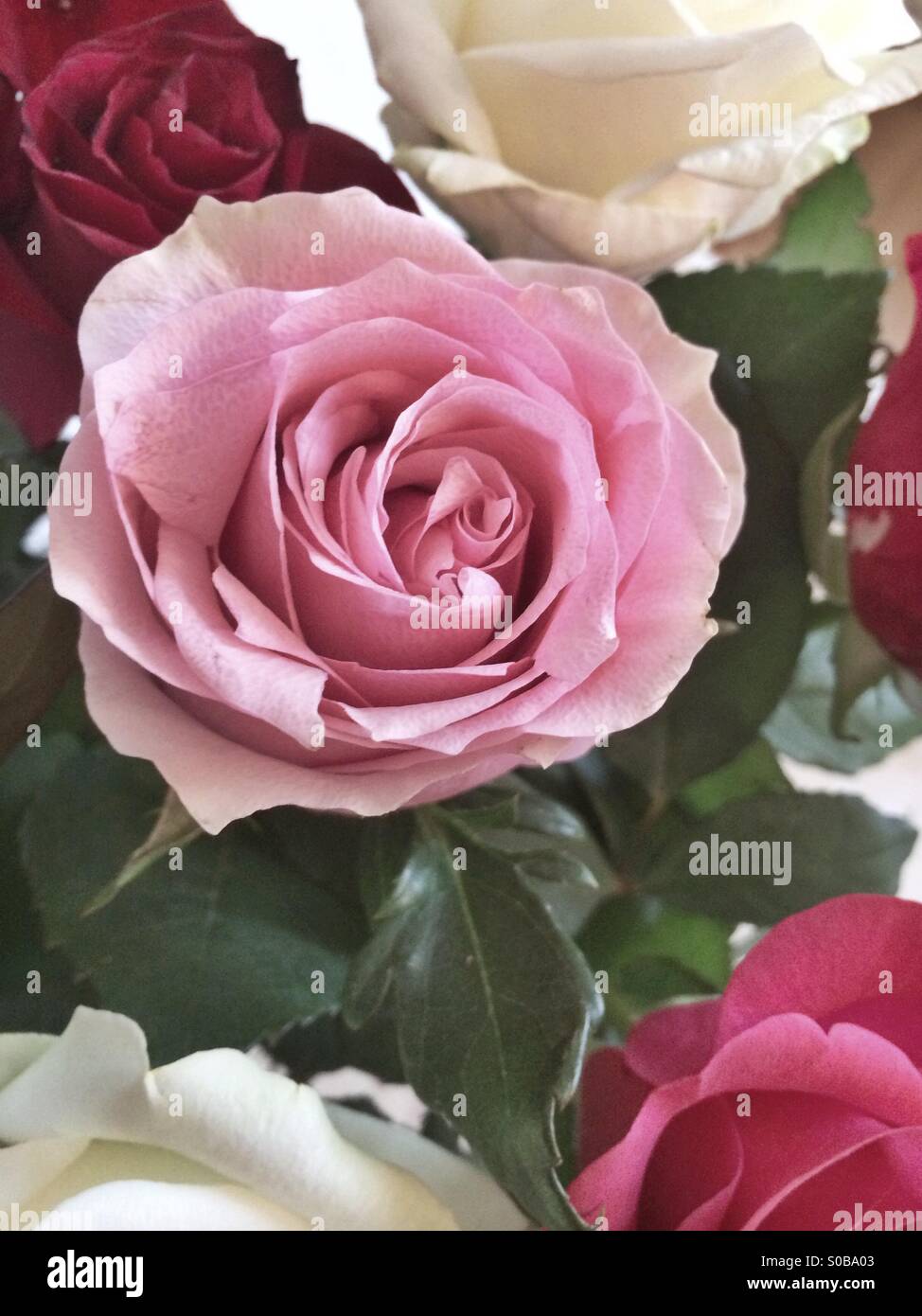 Roses in different colors Stock Photo - Alamy