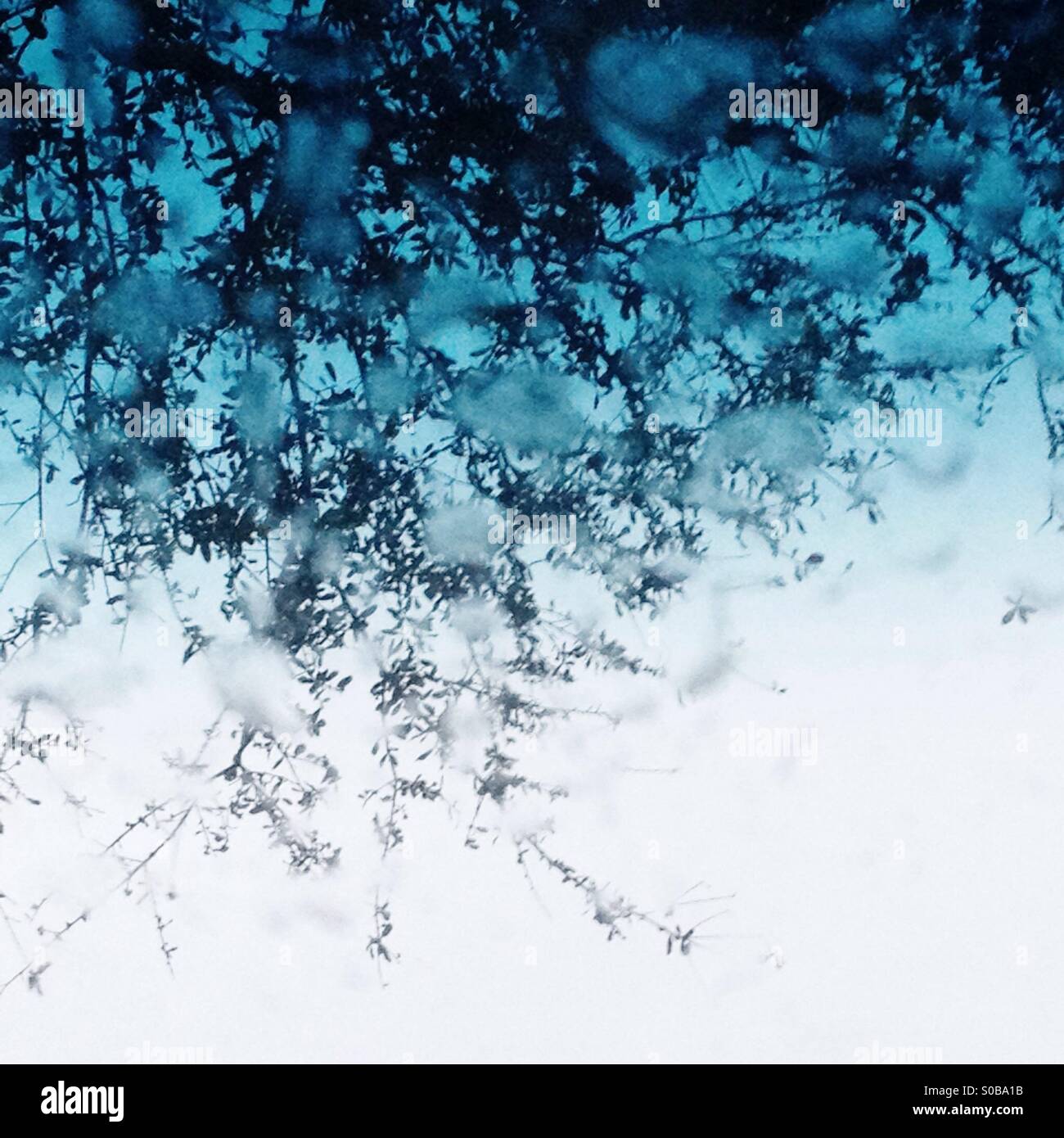 Tree through a window hi-res stock photography and images - Alamy