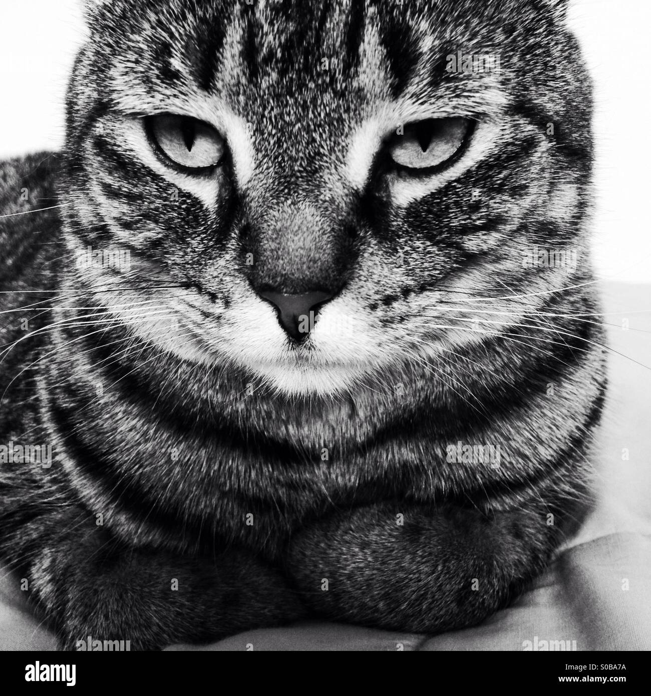 Bored tabby cat Stock Photo - Alamy