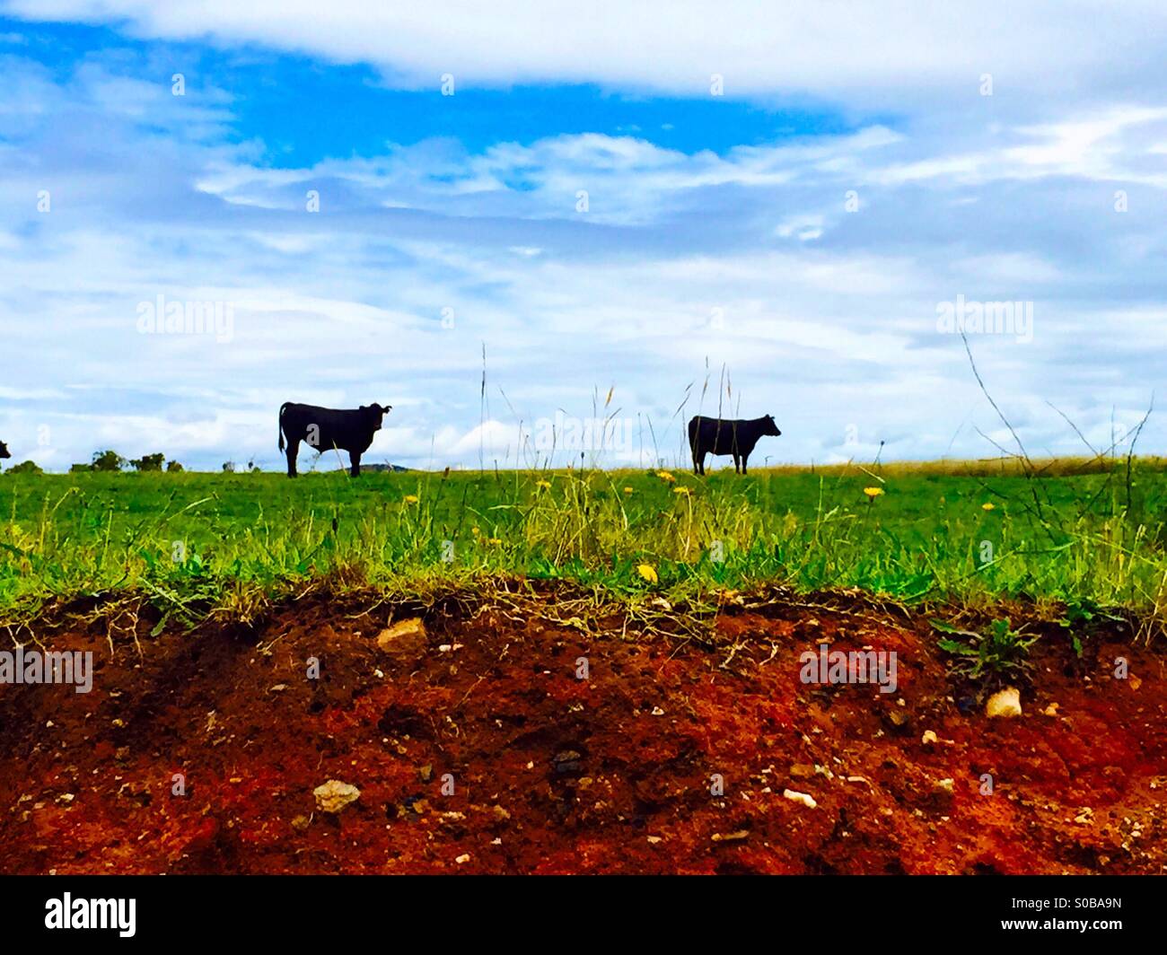 Australian beef cattle hi-res stock photography and images - Alamy