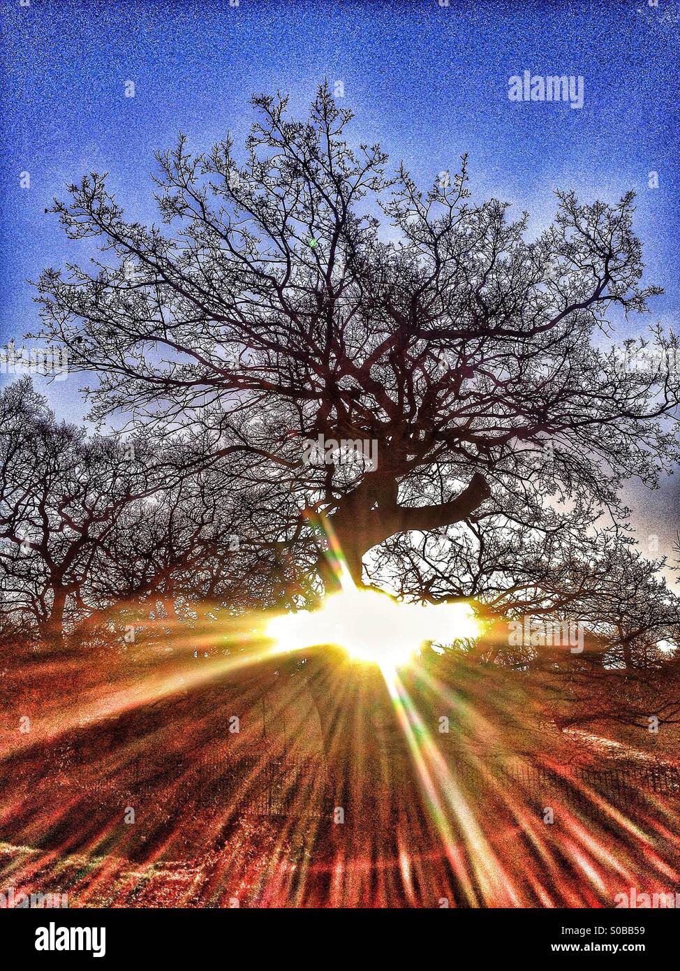 Sunshine behind tree hi-res stock photography and images - Alamy