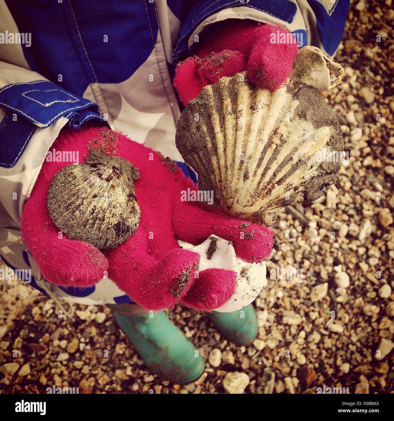 Hands holding shells beach hi-res stock photography and images - Alamy