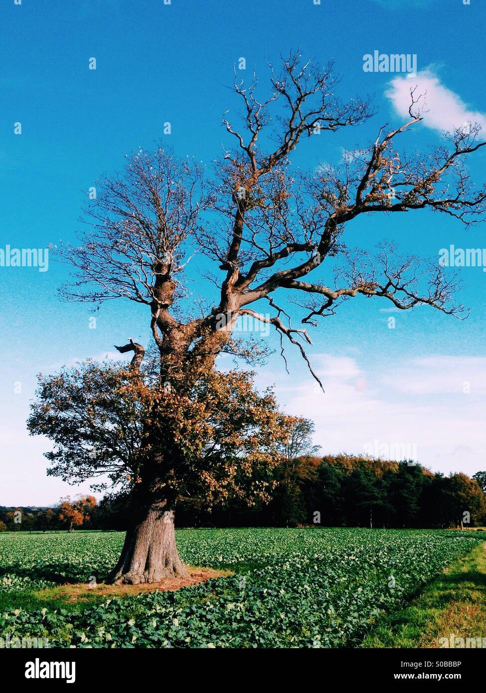 Tree in fields hi-res stock photography and images - Alamy