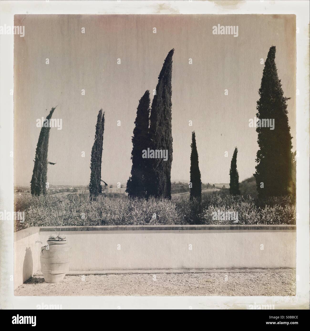 View of cypresses and olive trees in Solomeo Italy Stock Photo - Alamy