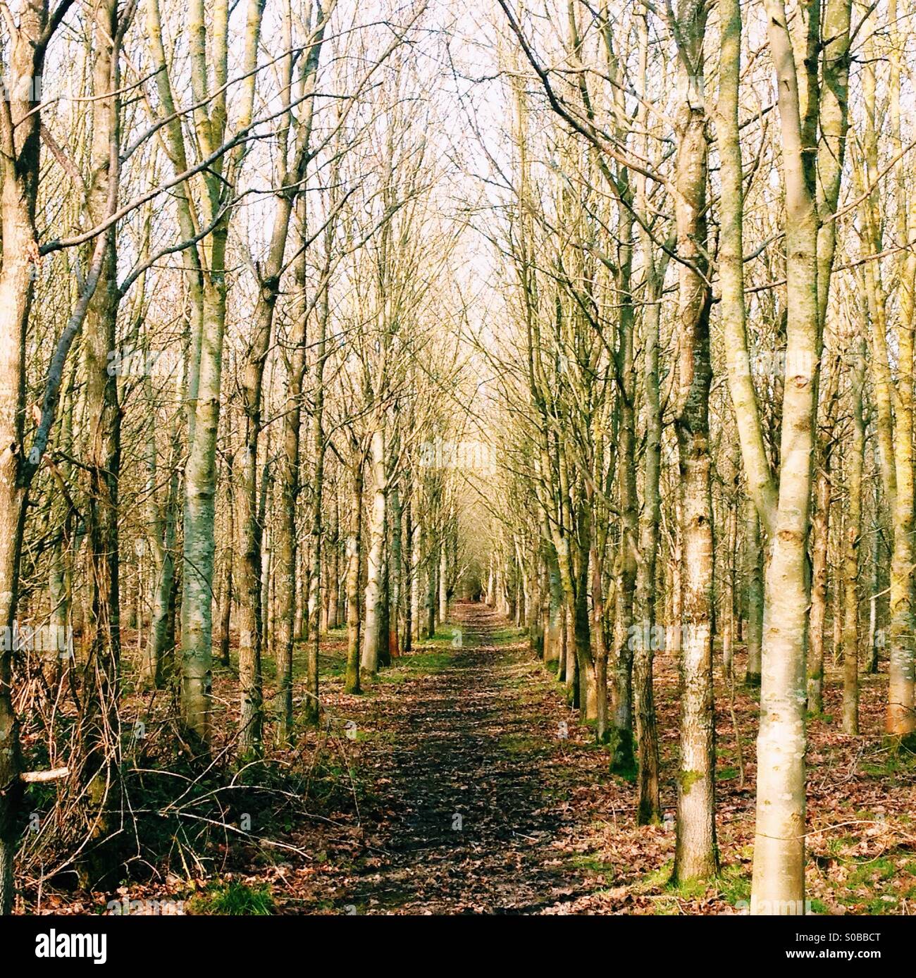 Path through the woods Stock Photo - Alamy