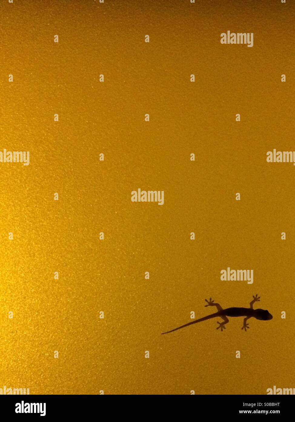 Small gecko on a window Stock Photo - Alamy