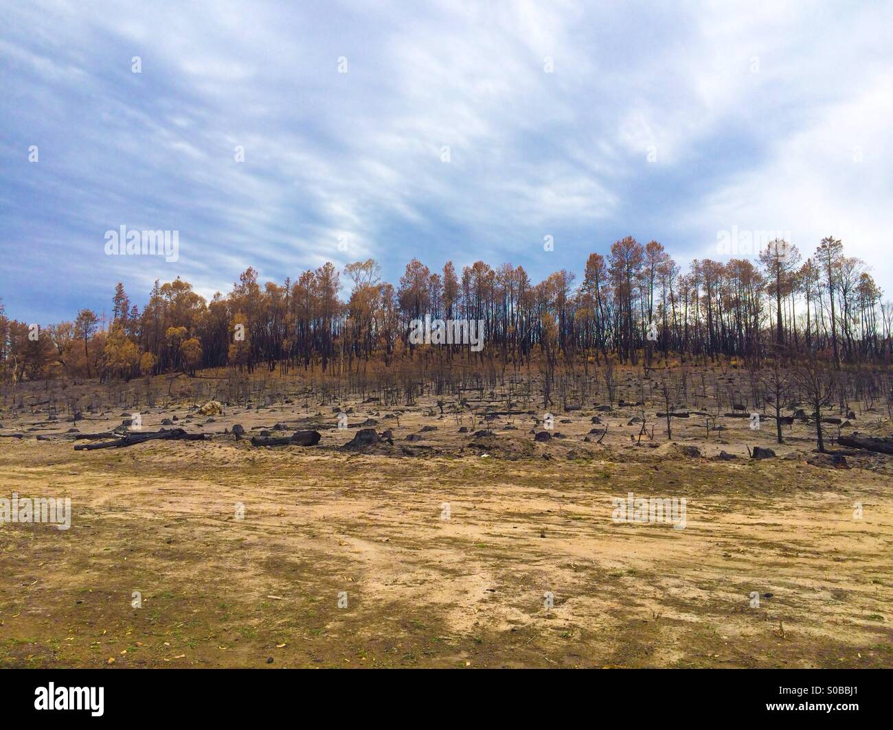 Trees and sky nature hi-res stock photography and images - Alamy