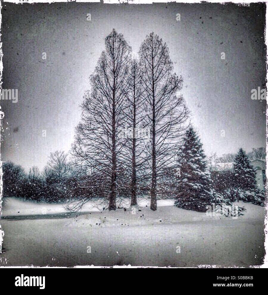 Trees in winter Stock Photo - Alamy