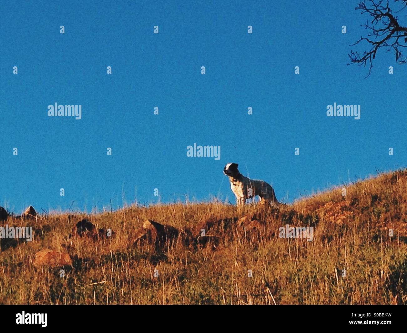 Breed hill hi-res stock photography and images - Alamy