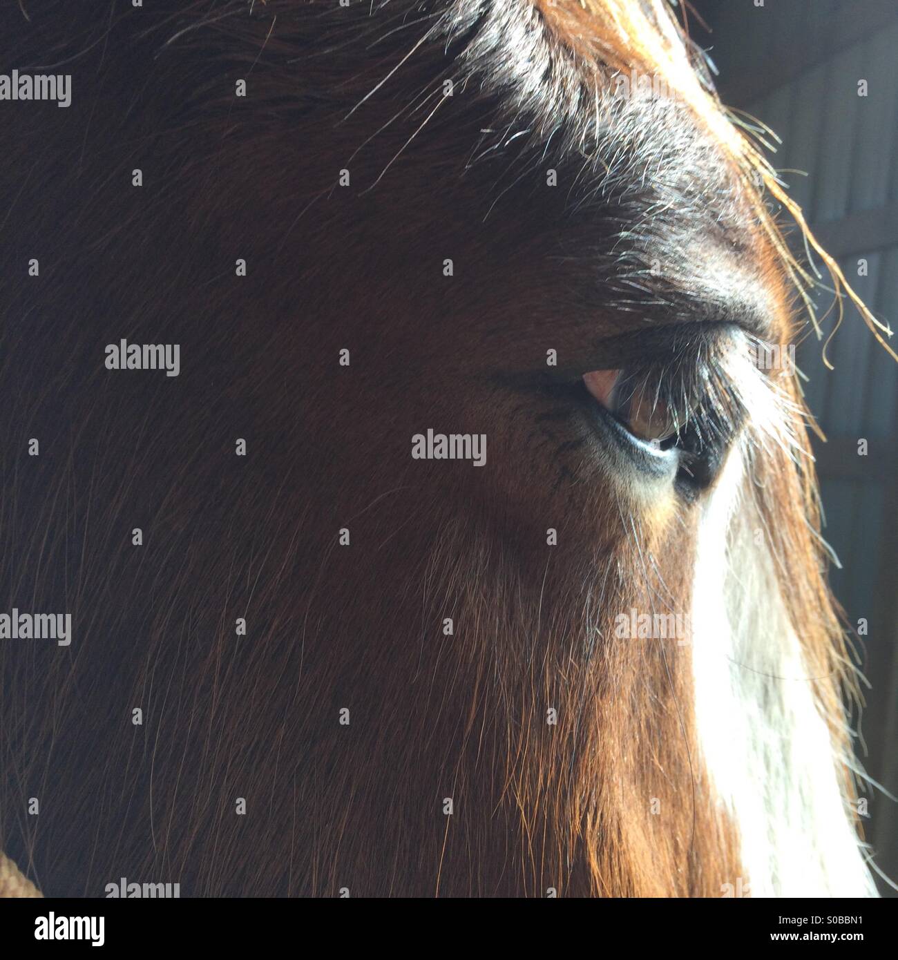 Thinking horse hi-res stock photography and images - Alamy