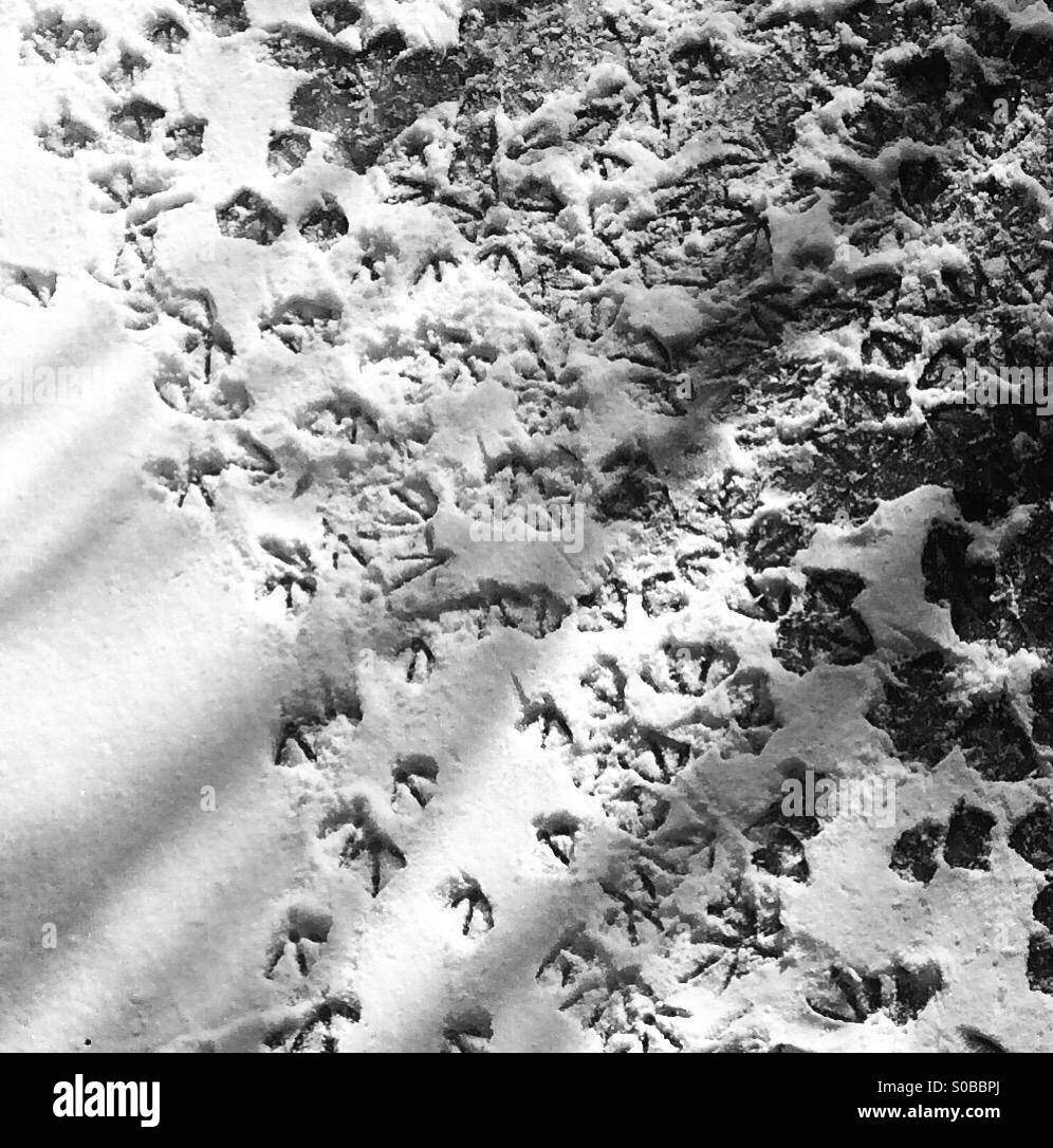 Geese footprints hi-res stock photography and images - Alamy