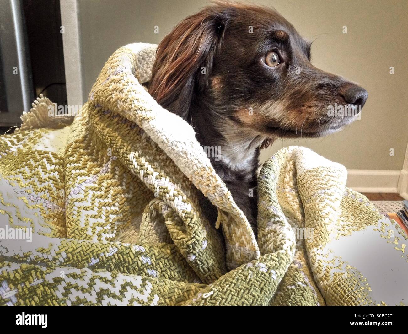 Watchful eye hi-res stock photography and images - Alamy