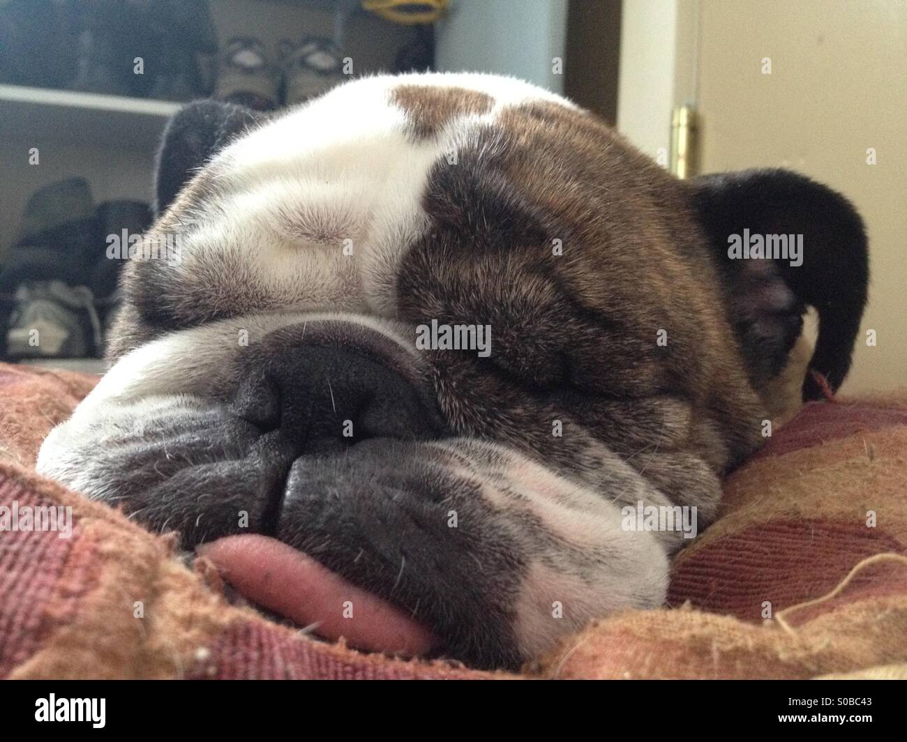 Close up sleeping english bulldog hi-res stock photography and images ...