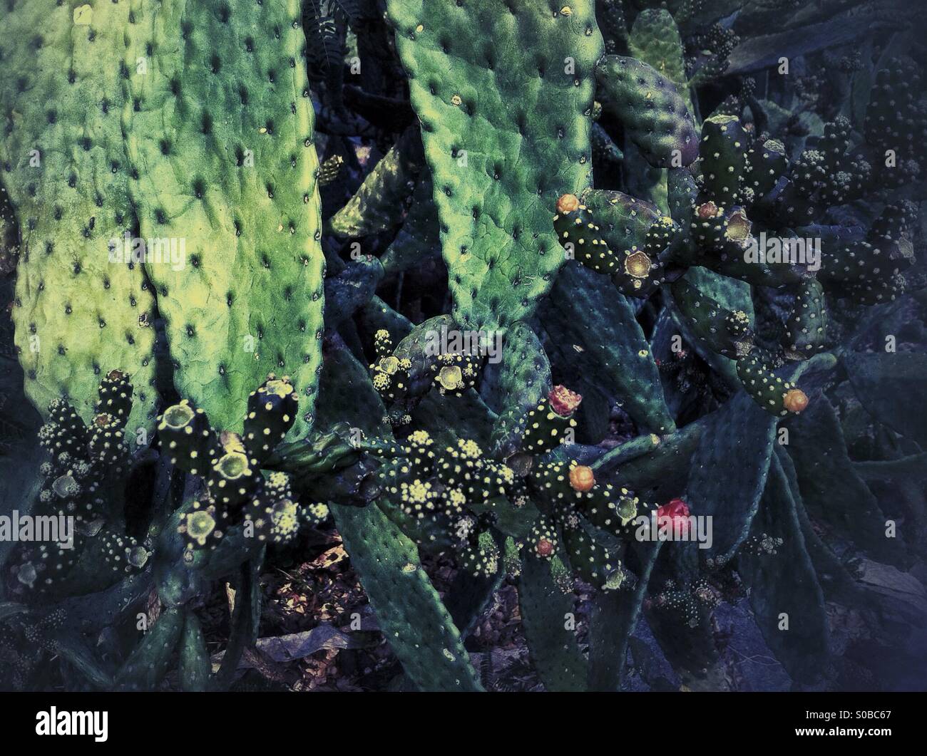 Large wild cactus with new young blooming shoots in Hawaii Stock Photo ...