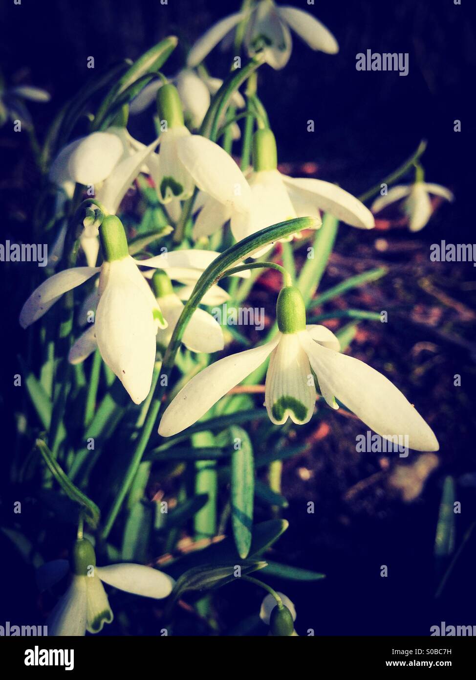 Early spring snowdrop flowers hi-res stock photography and images - Alamy