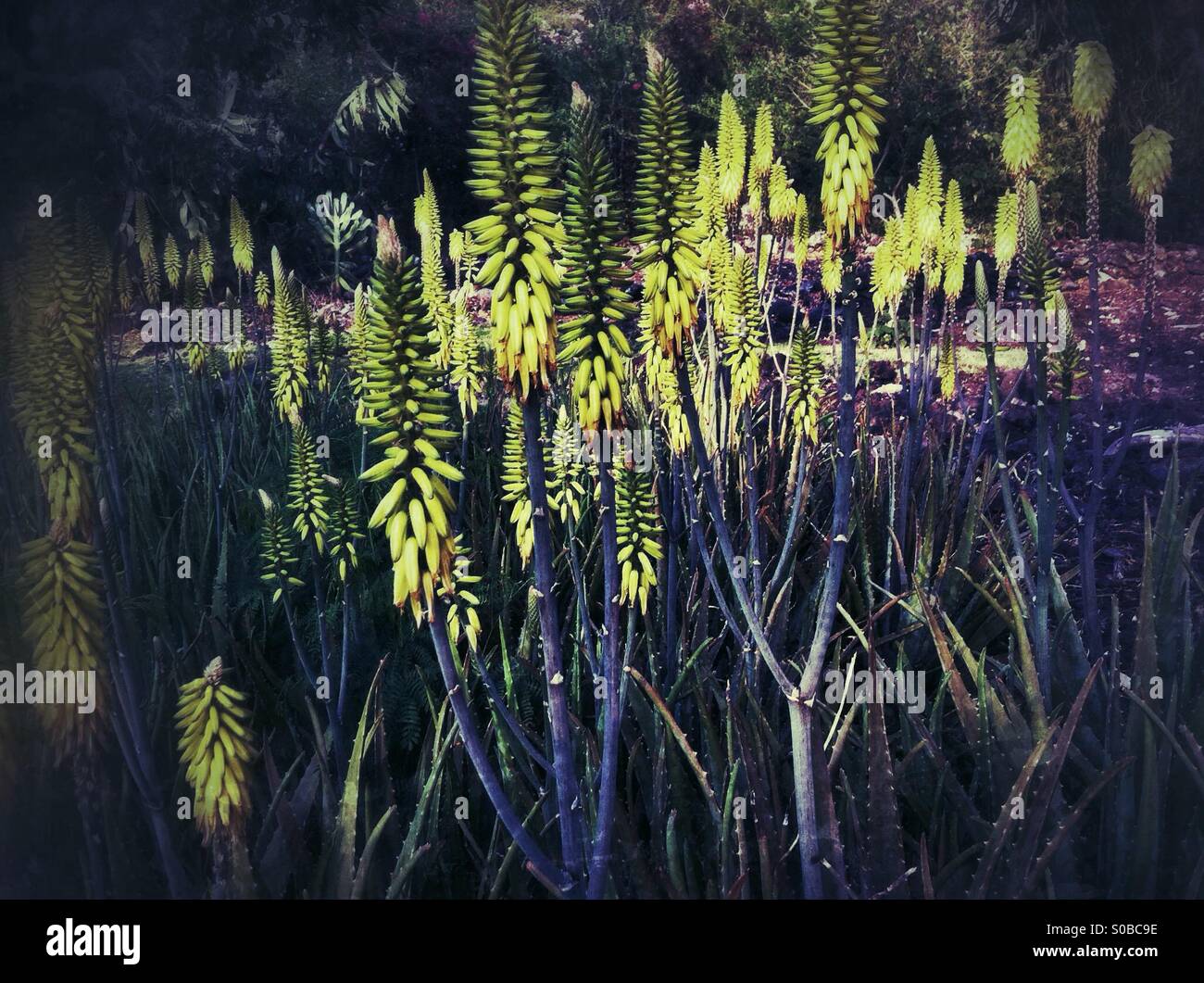 Spikes tall yellow flowers in Hawaii Stock Photo - Alamy