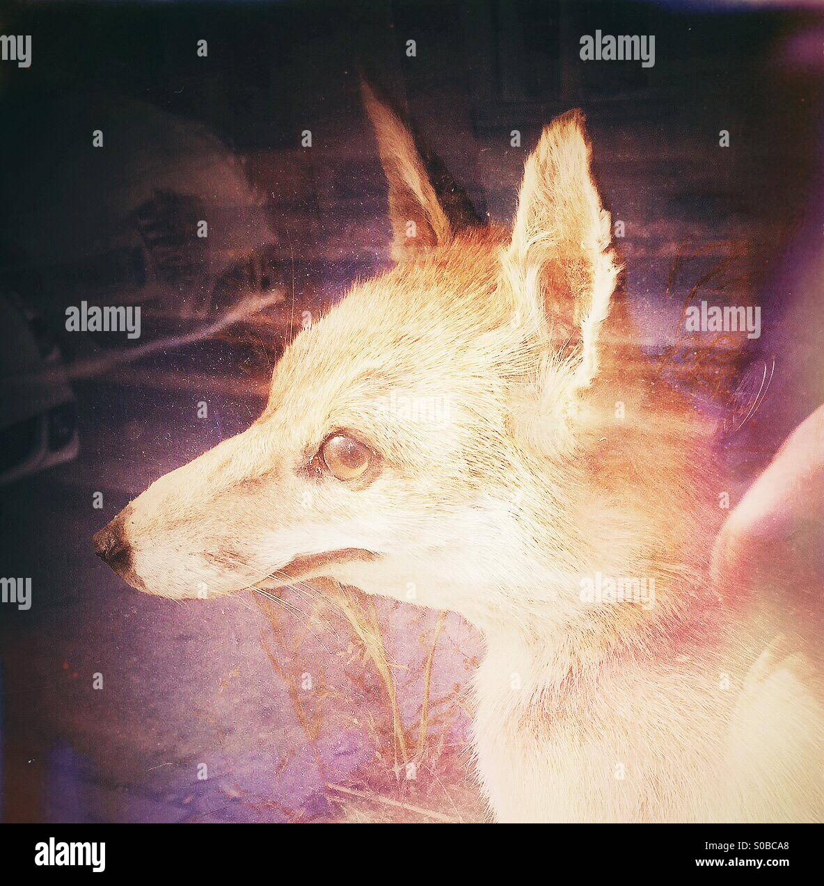 Taxidermy fox in a shop window Stock Photo - Alamy