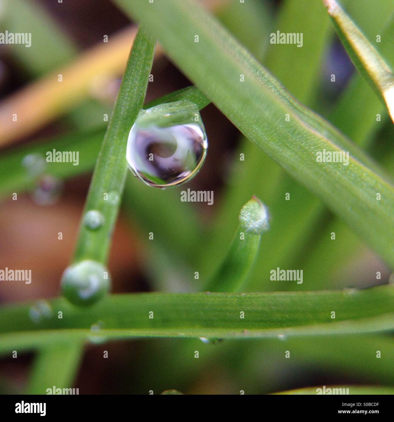 Green grass with raindrops Stock Photo - Alamy