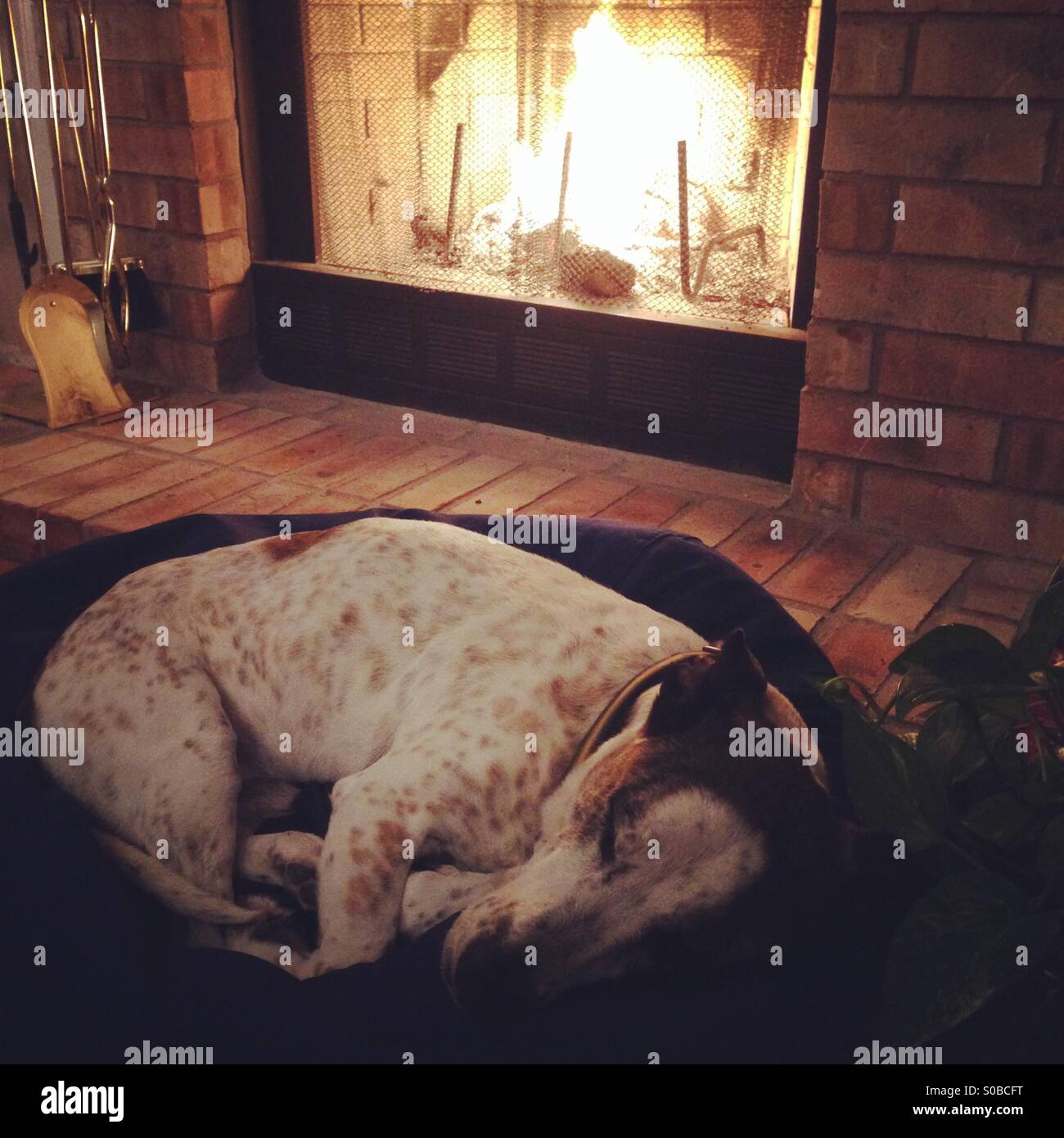 Dog by the fire Stock Photo - Alamy