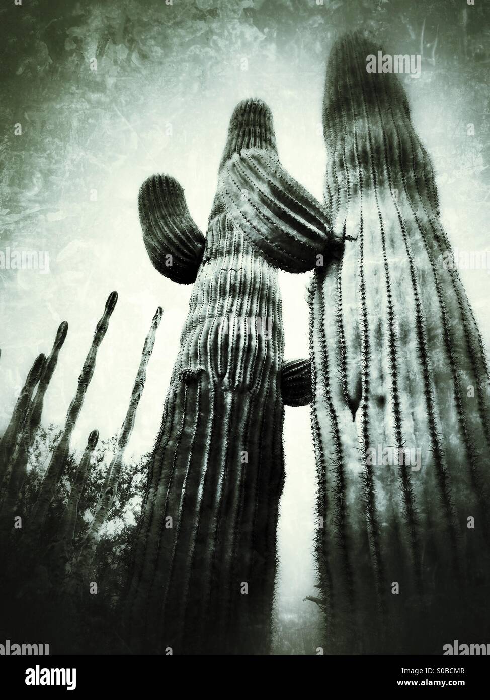 Cactus with arms hi-res stock photography and images - Alamy