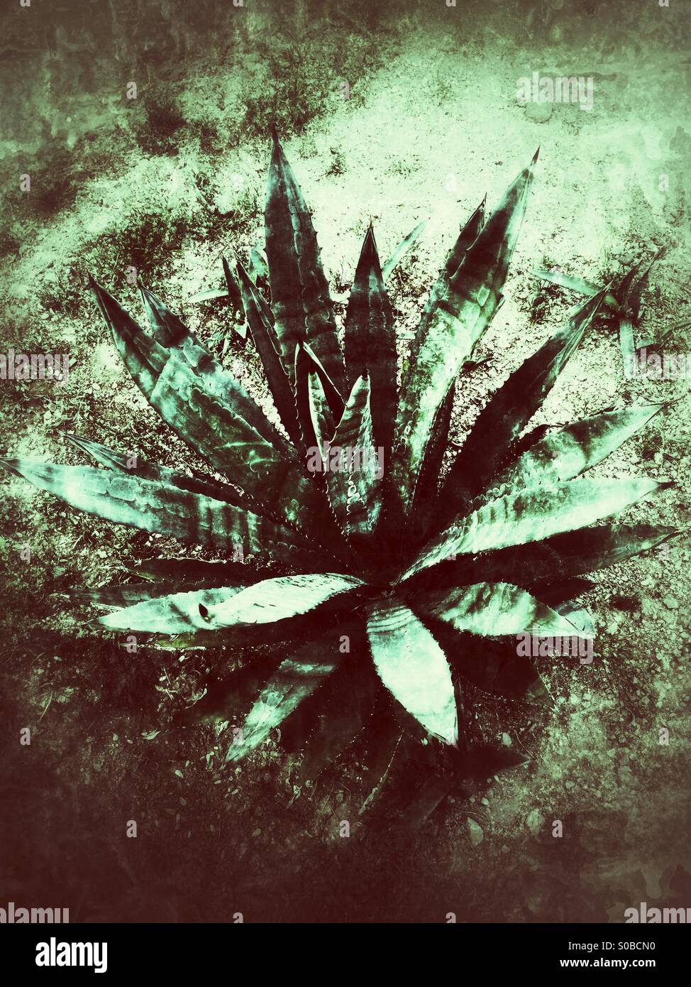 Century Plant cactus Stock Photo - Alamy